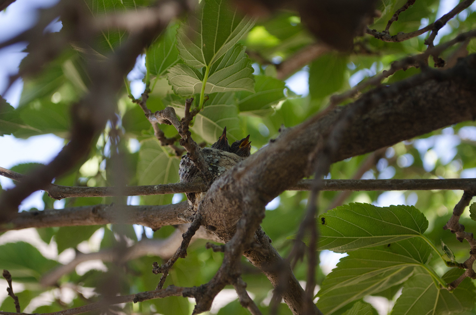 Plants & animals - Stephanie Cervi Design